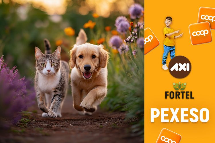 Zahrajte si pexeso Fortel + AXI – COOP Club